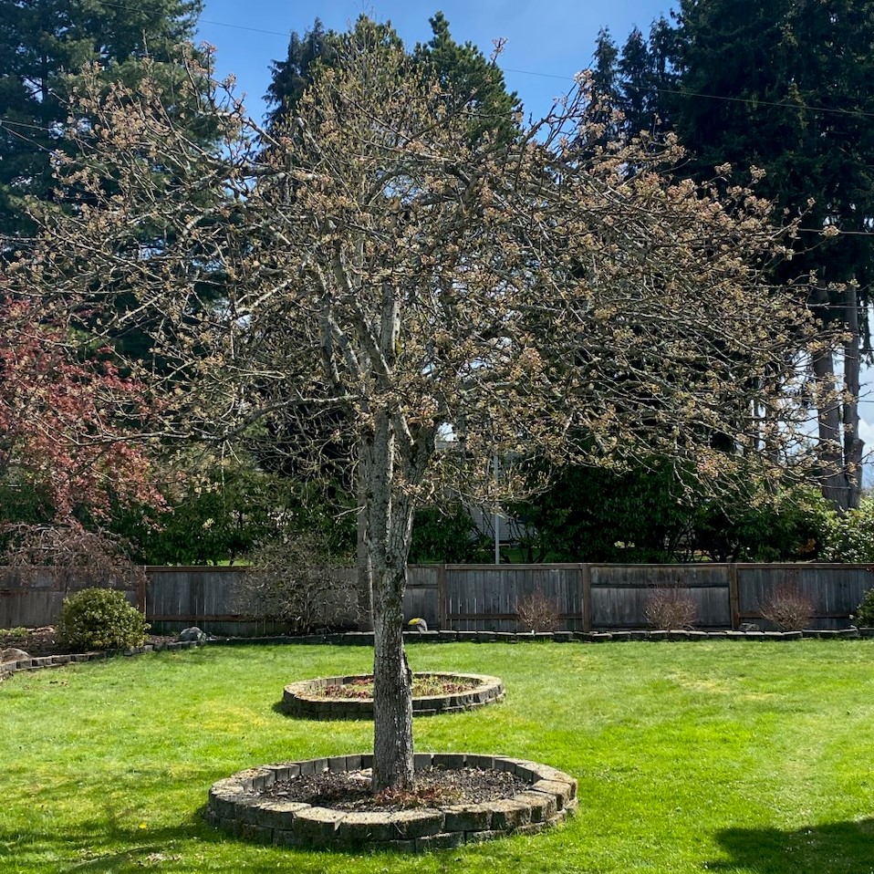 Home - Bid-Low Tree & Stump Service